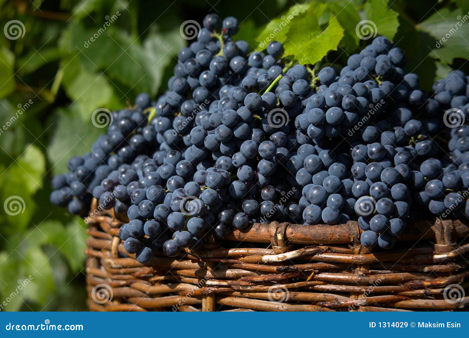 Moisson de raisin bleu image stock. Image du vignoble - 1314029