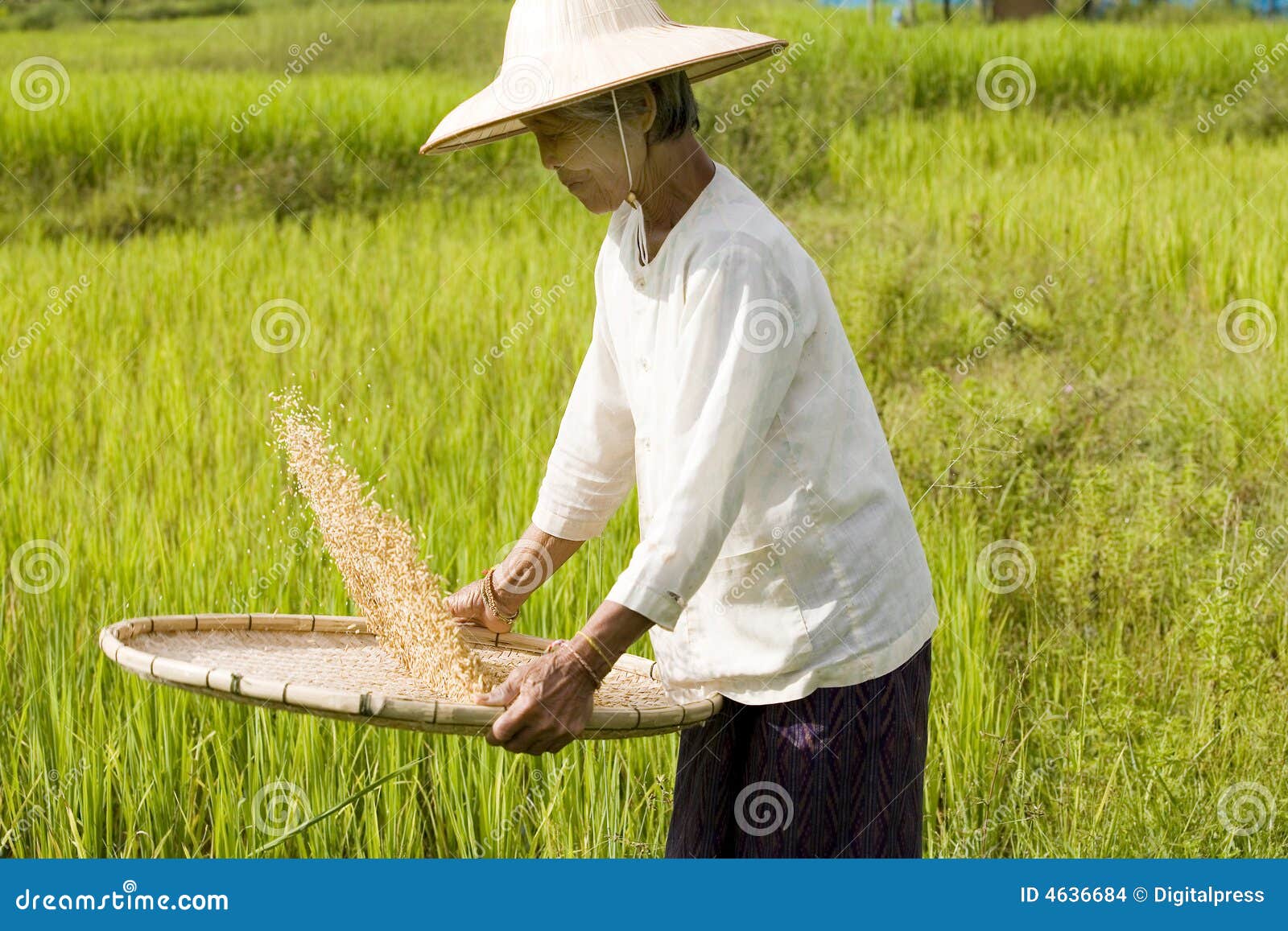 Moisson de riz photo stock. Image du projectile, chapeau - 4636684