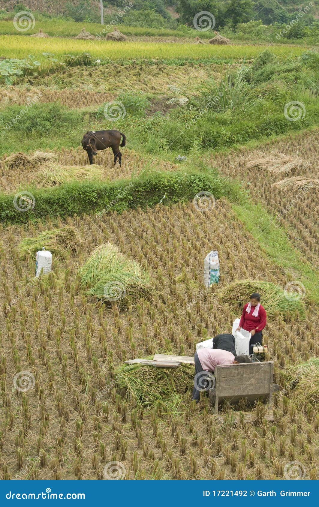 Moisson du riz photographie éditorial. Image of femme - 17221492