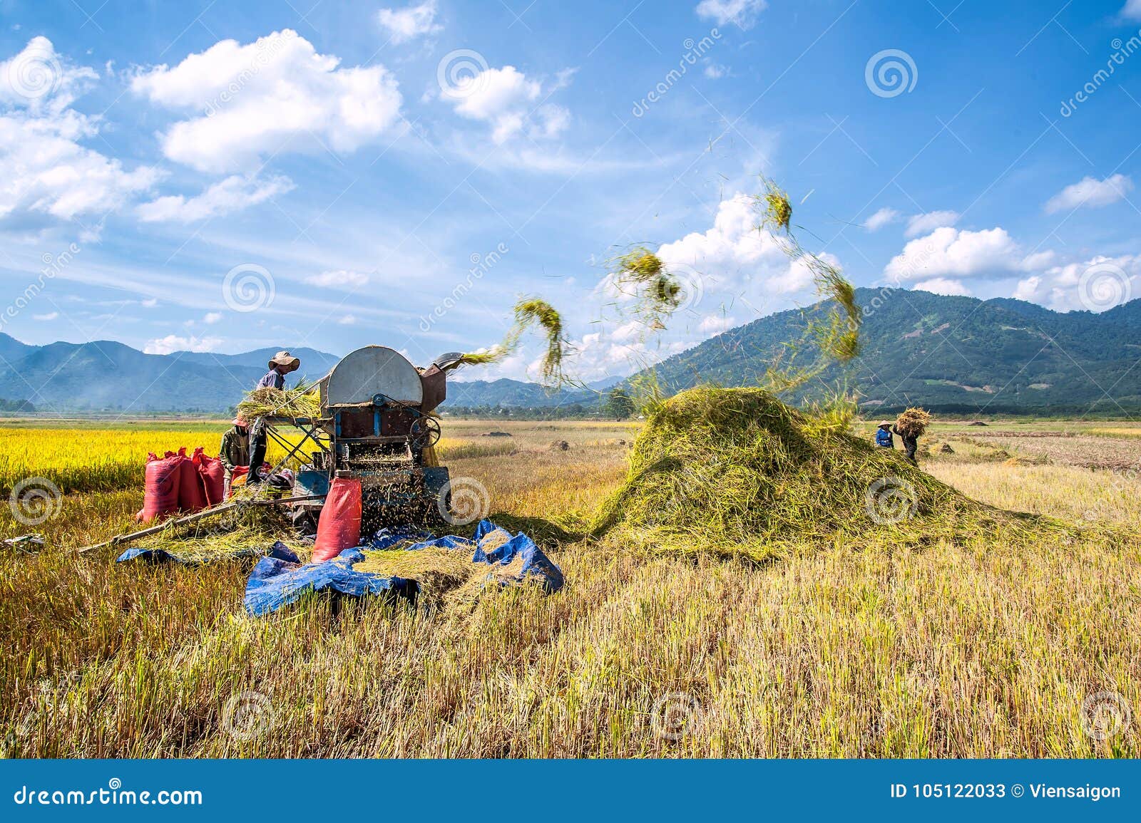 Moisson Sur Des Gisements De Riz Photo stock éditorial - Image du ...