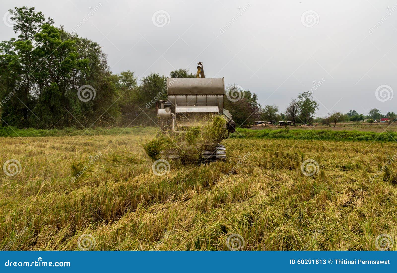 Moissonneuse Dans Le Domaine De Riz Image stock - Image du poussière ...