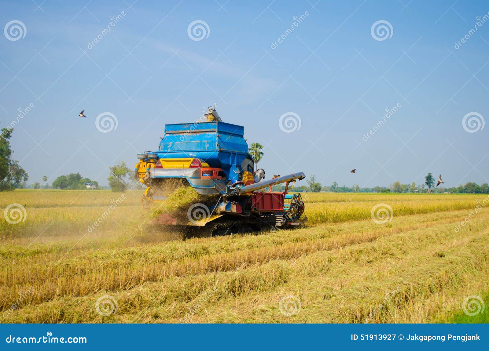 Moissonneuse De Riz Dans Des Domaines De Riz Image stock - Image du ...
