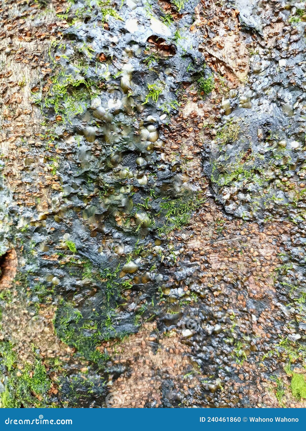 Moist Bark Overgrown with Moss Stock Photo - Image of moss, overgrown ...