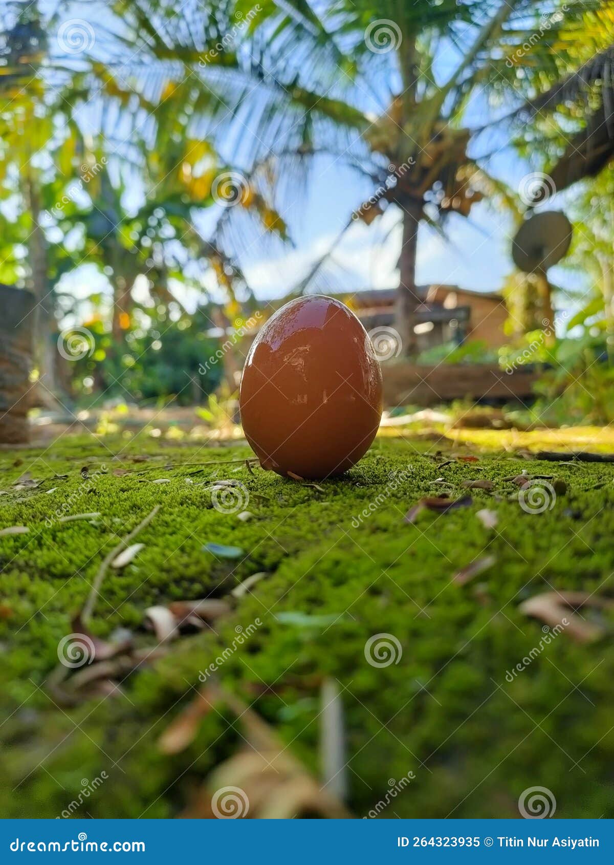 A Moist Chicken Egg on the Ground Stock Image - Image of animals ...