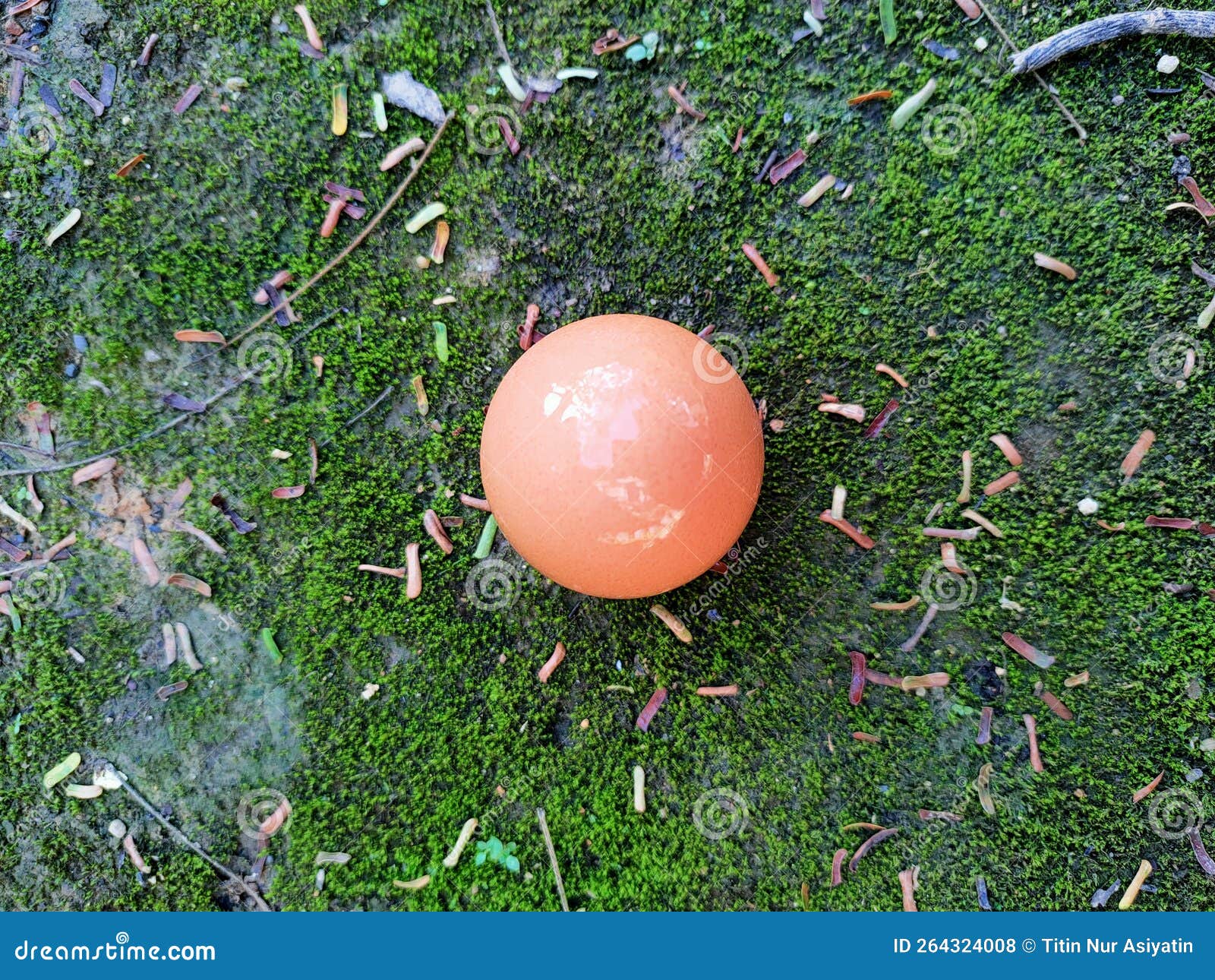 A Moist Chicken Egg on the Ground Stock Photo - Image of aesthetic ...
