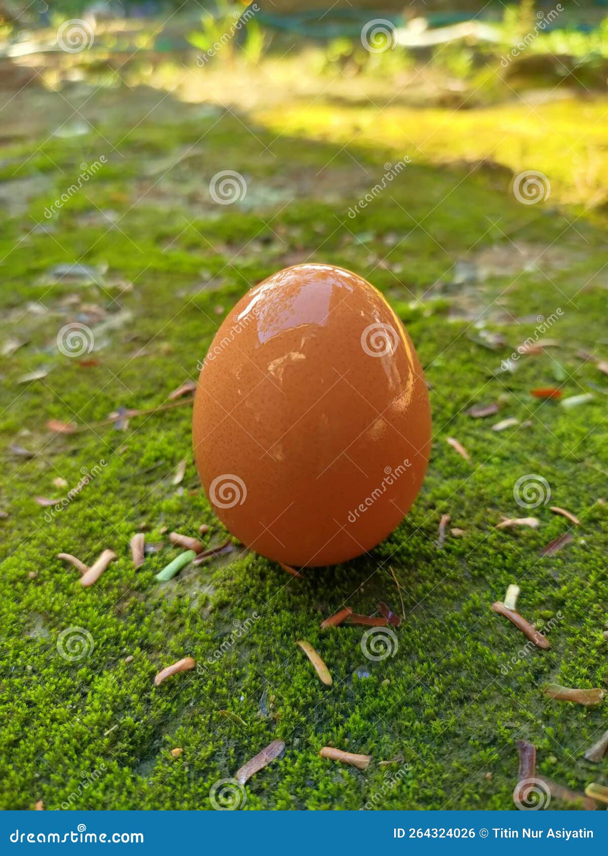 A Moist Chicken Egg on the Ground Stock Photo - Image of chicken, moist ...
