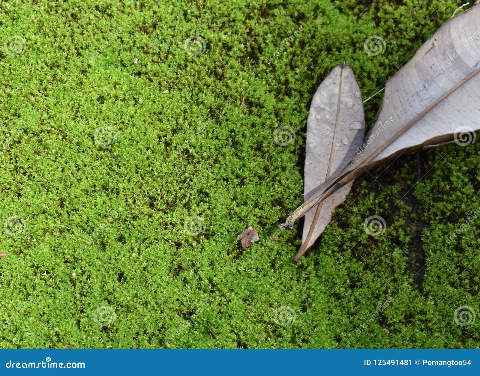 Moist Green background stock image. Image of ground - 125491481