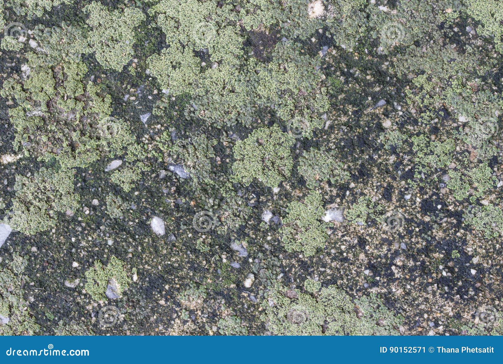 Moist green lichen stock image. Image of greenish, contruction - 90152571
