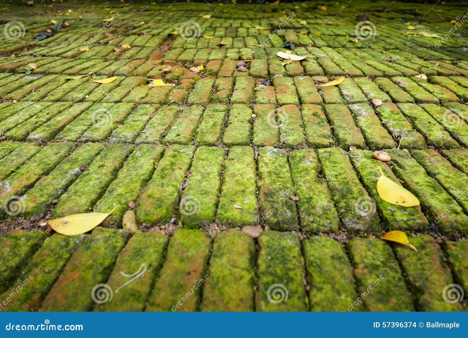 Moist Green Moss Covered Bricks Floor Stock Photo - Image of plant ...