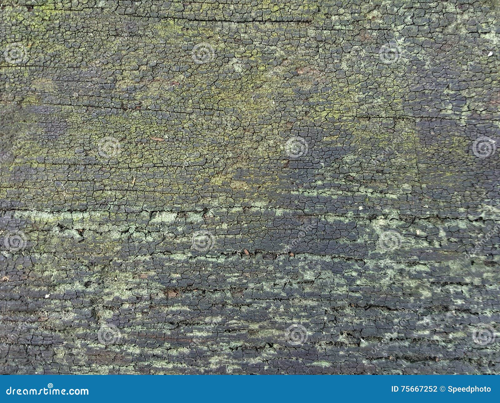 Moist Lichen Green Nature Texture Stock Photo - Image of nature, moist ...