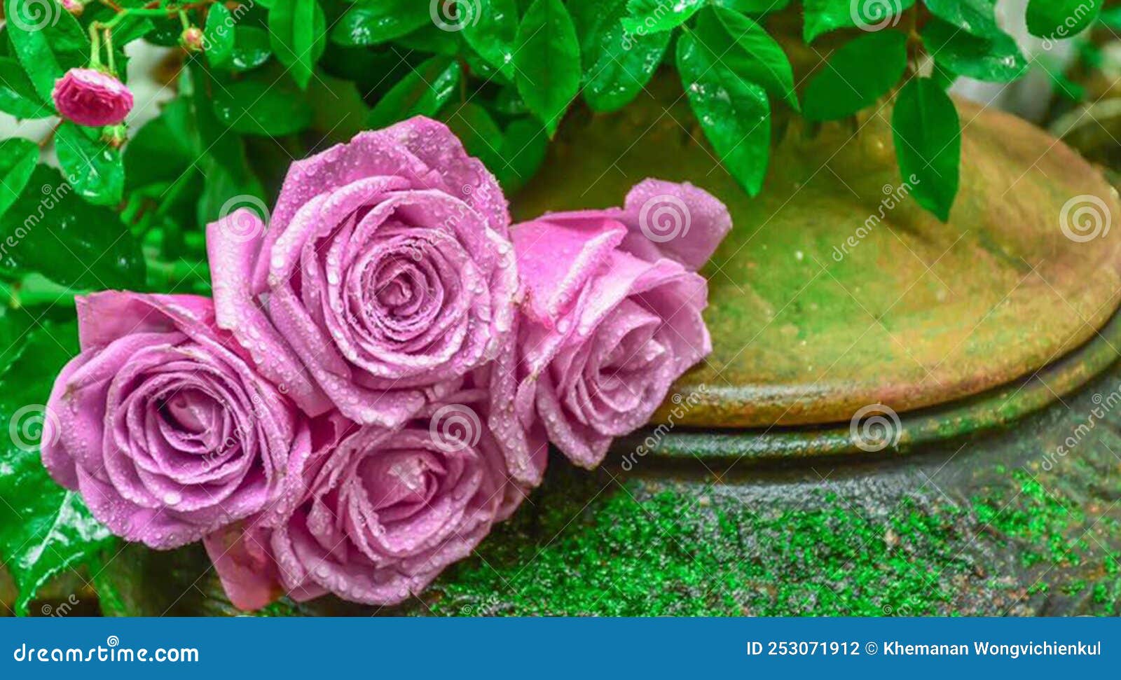 Moist rose in the wood stock photo. Image of copy, beauty - 253071912