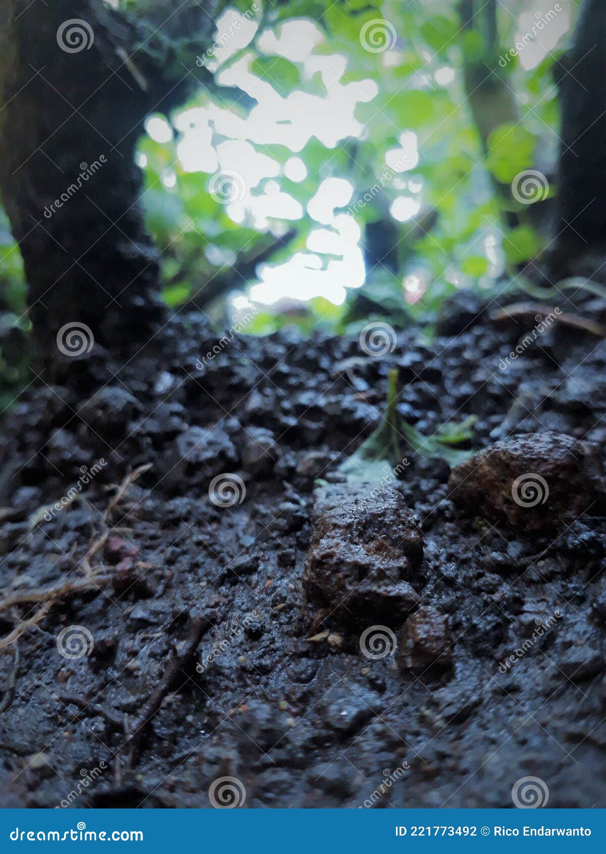 Moist soil in garden stock photo. Image of sunlight - 221773492
