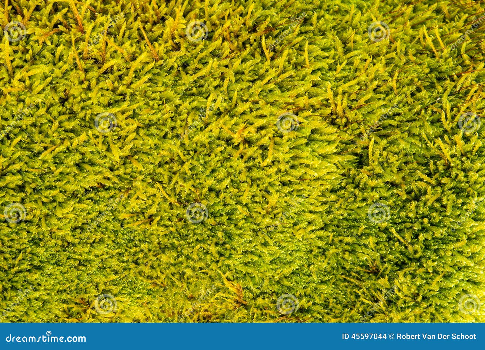 Moist and Yellow-green Moss Texture. Stock Photo - Image of ...