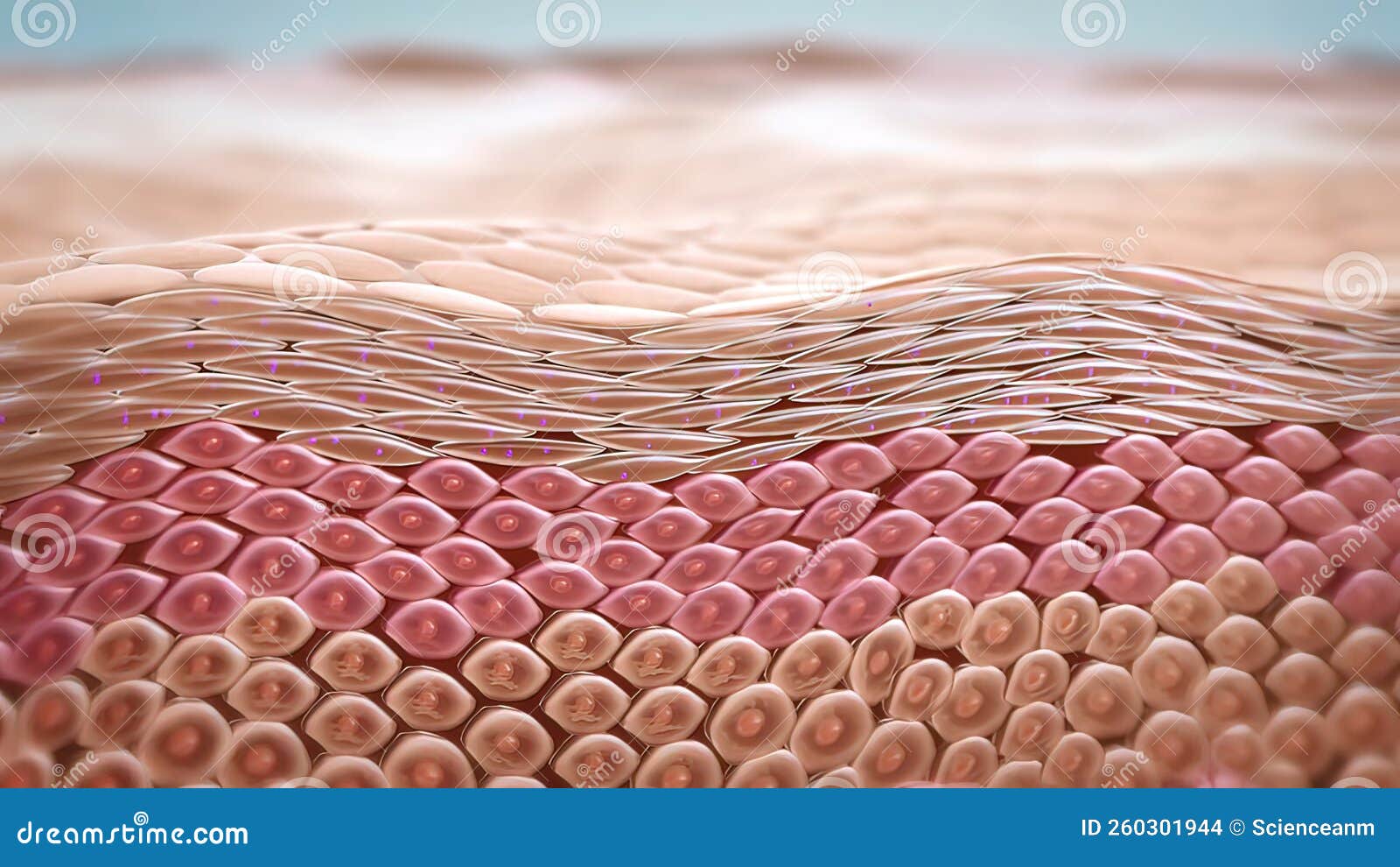 The Moisture Barrier is the Outermost Layer Stock Illustration ...