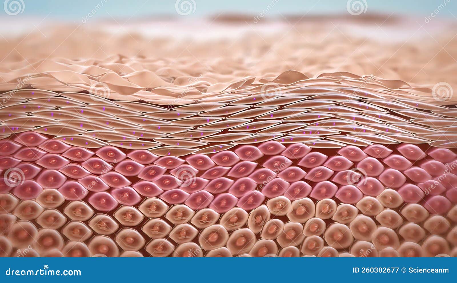 The Moisture Barrier is the Outermost Layer Stock Illustration ...
