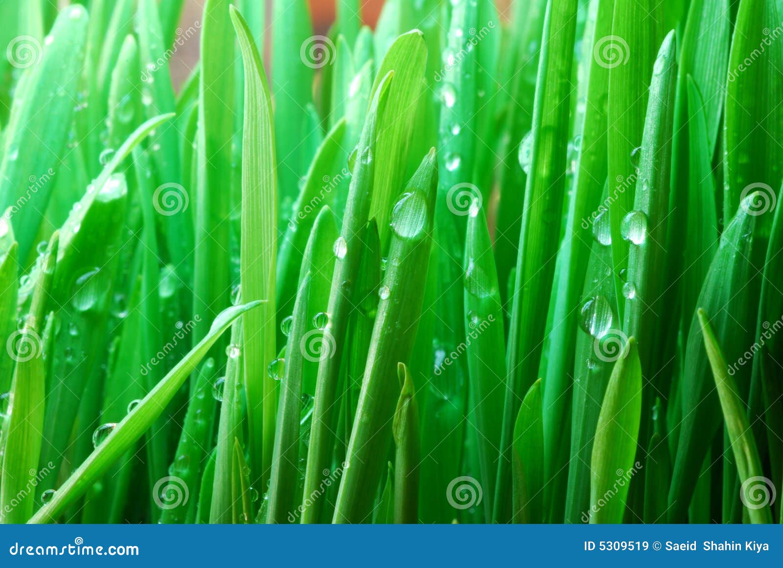 Moisture on green grass stock image. Image of close, detailed - 5309519