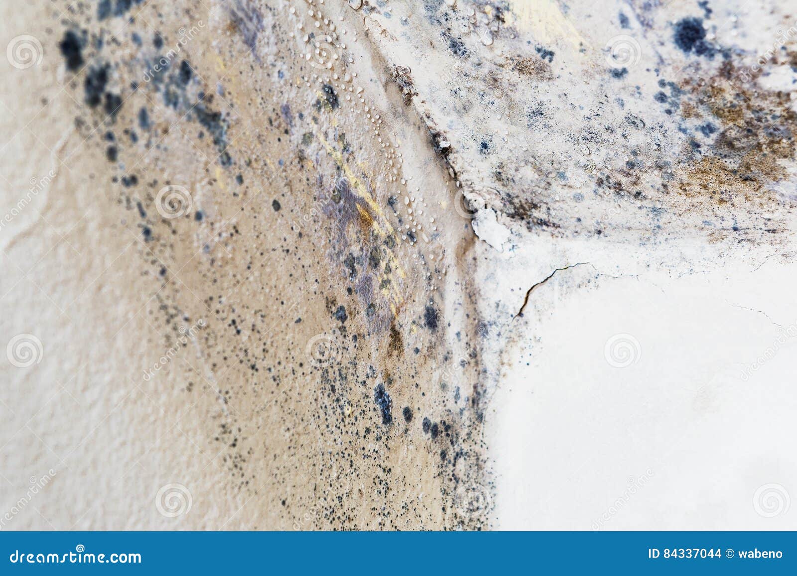 Moisture and Mold -Problems in a House Stock Photo - Image of ...