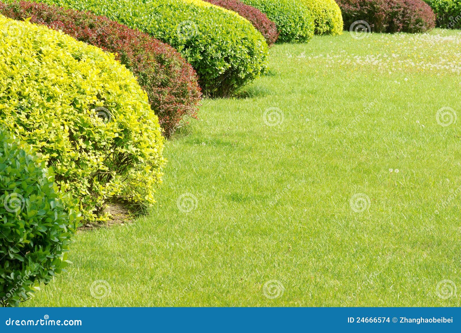 Moite De Arbustos E Grassplot Foto de Stock - Imagem de jardim ...