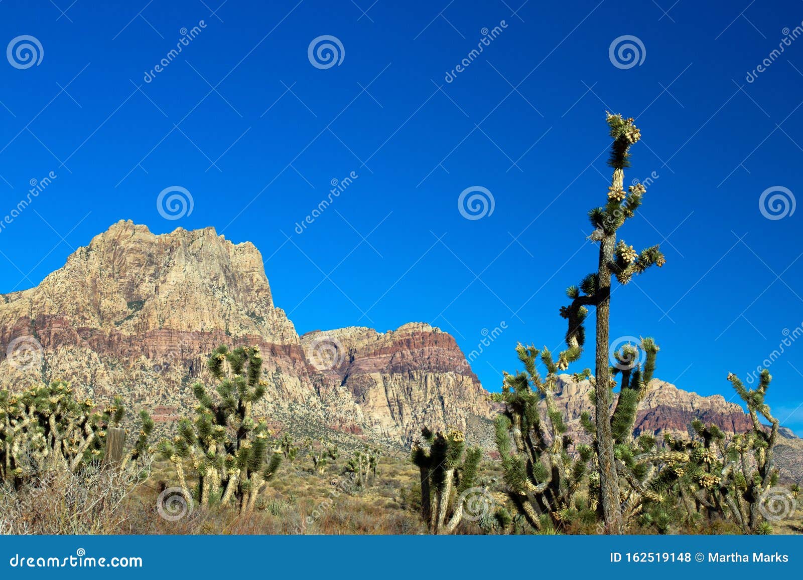 Joshua Trees at Striking Rocks at Dawn in the Mojave Desert of Southern ...