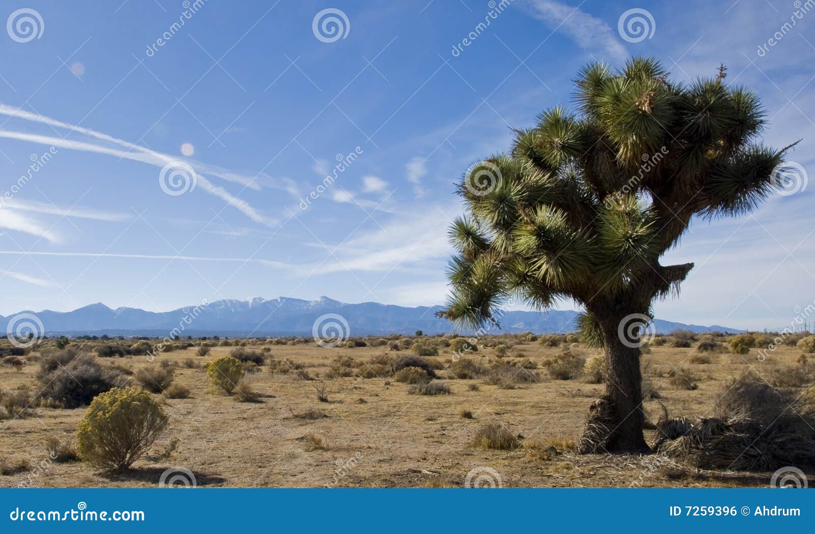A Mojave Desert Joshua Tree Stock Photo - Image of protected, america ...