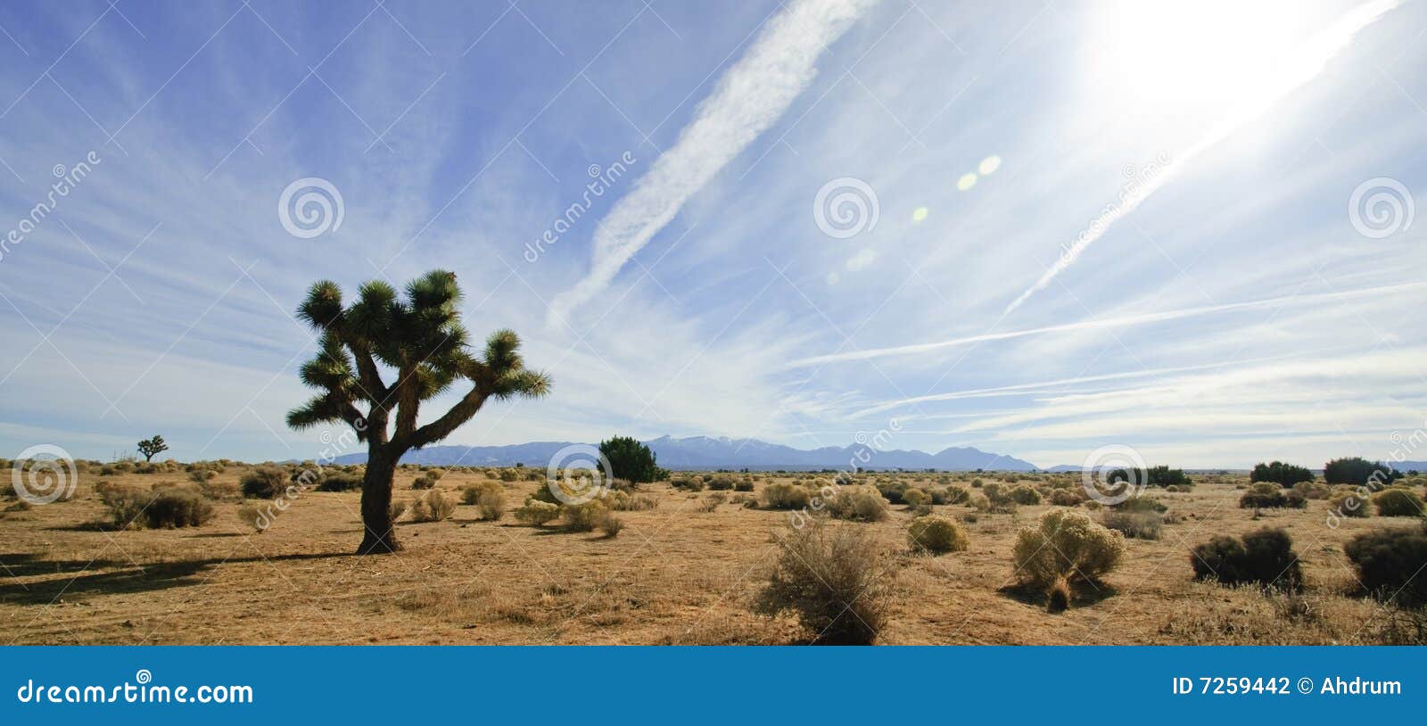Mojave Desert Joshua Tree stock photo. Image of outdoors - 7259442
