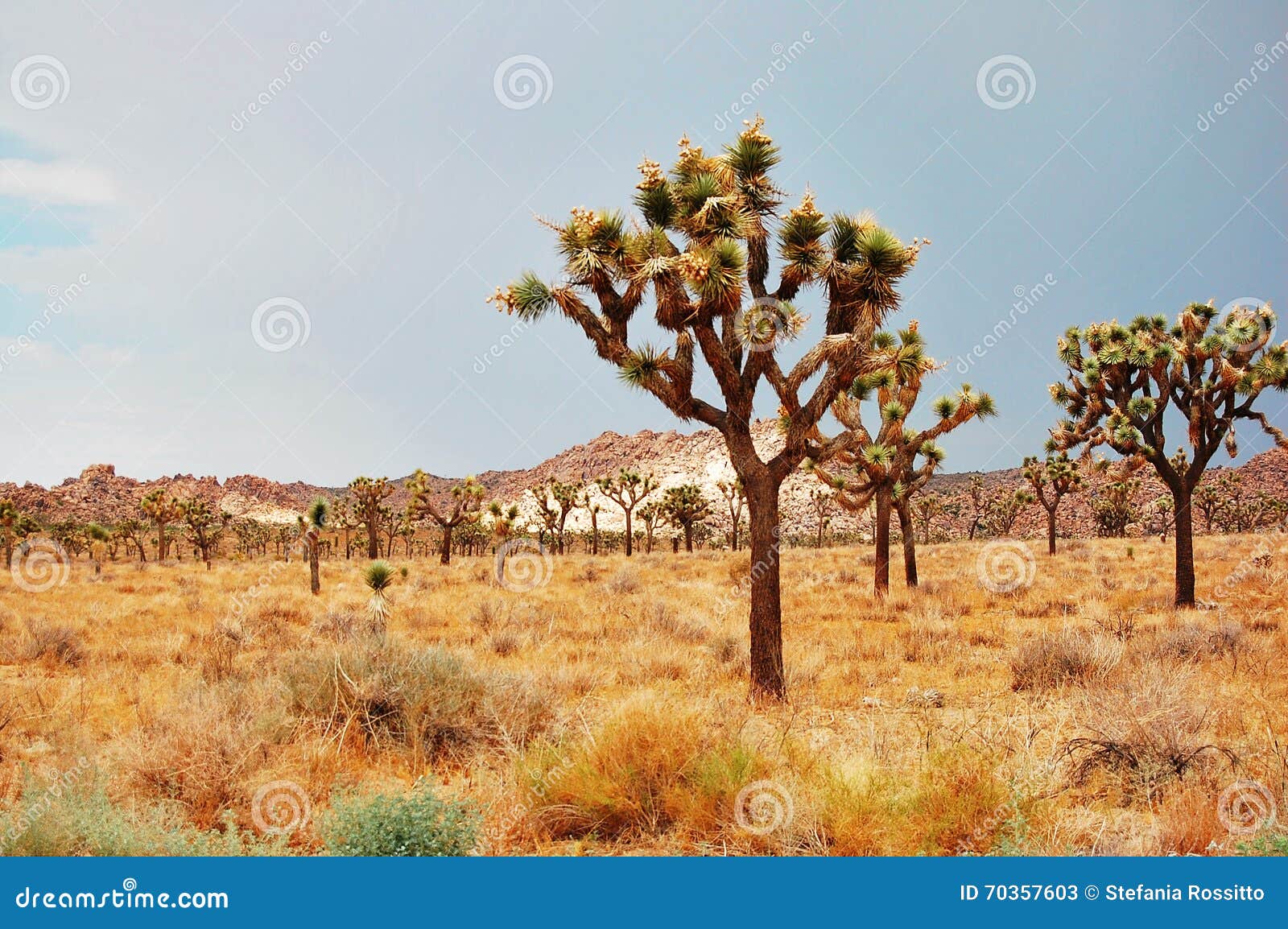 Mojave Desert stock image. Image of rock, field, nature - 70357603
