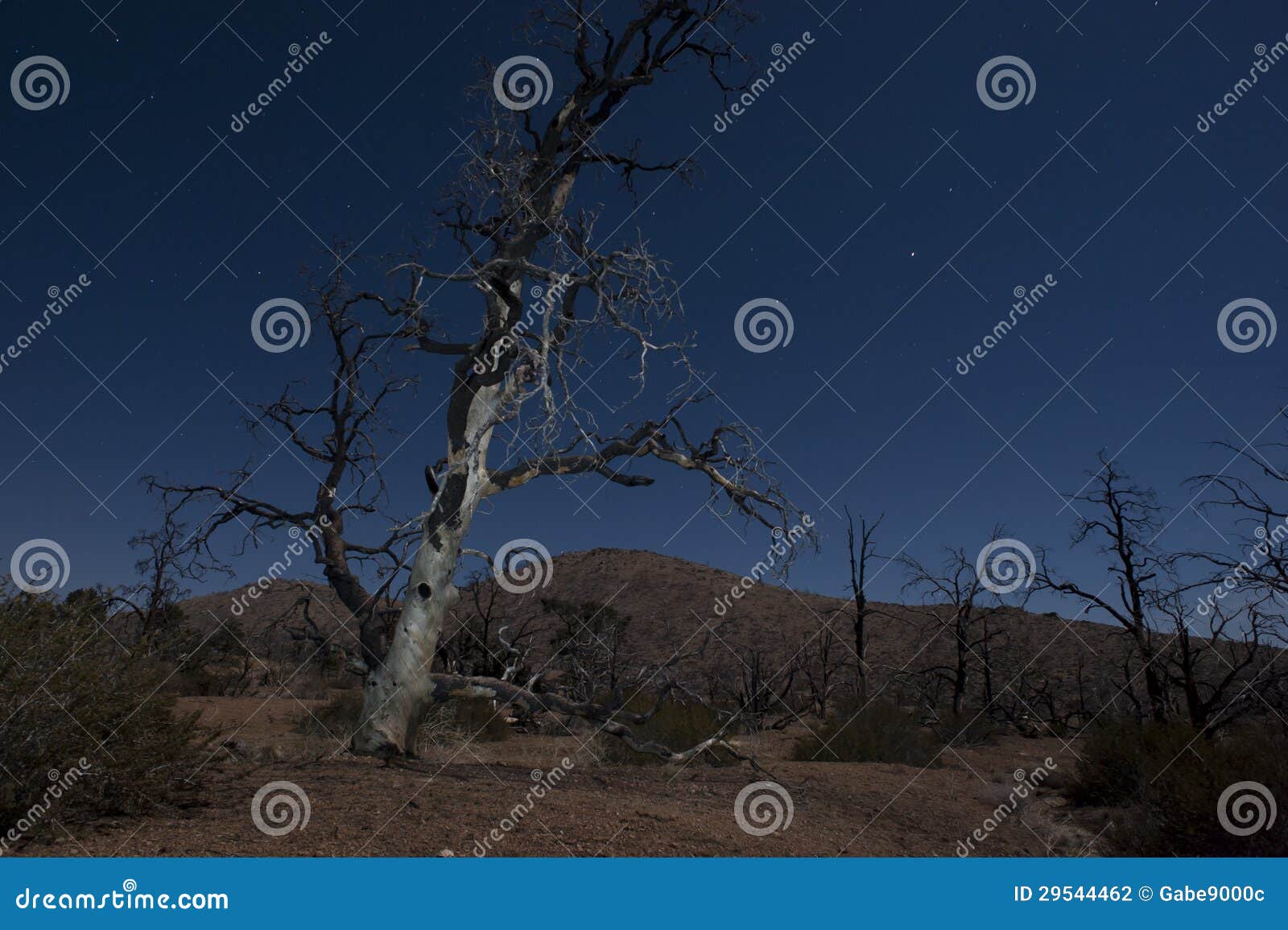 Mojave Night Creepy Burnt Tree Stock Photo - Image of fire, hilltop ...