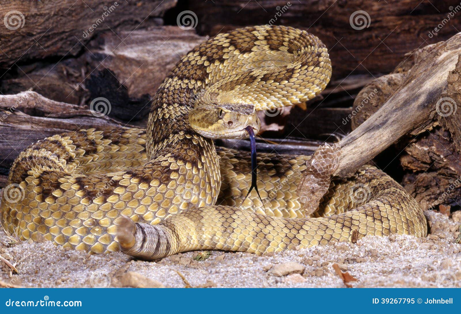 Mojave Rattlesnake. stock image. Image of animal, wildlife - 39267795