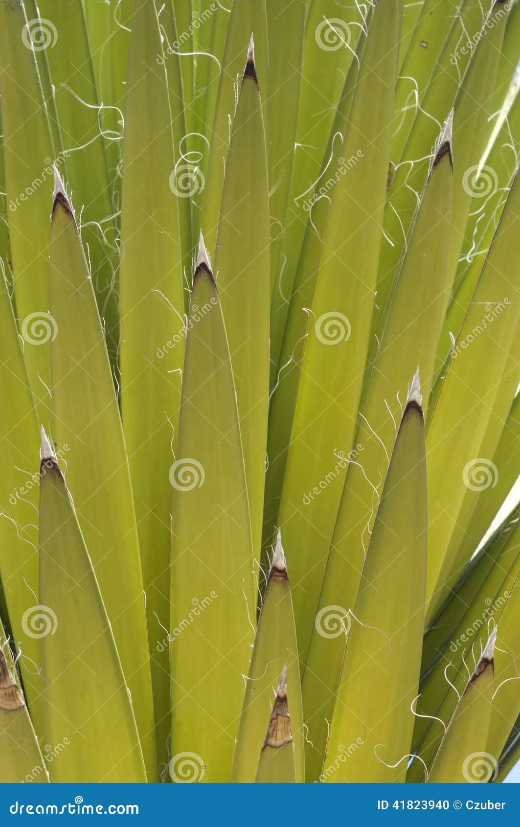 Mojave yucca closeup stock photo. Image of plant, pointed - 41823940