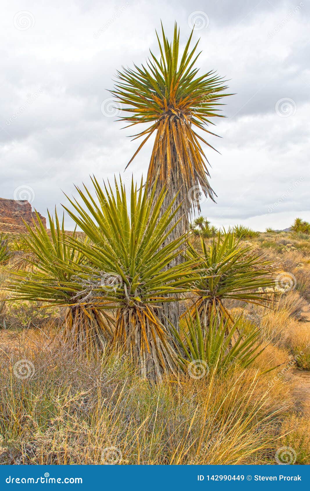 Mojave Yucca Growing in an Arid Plain Stock Image - Image of habitat ...
