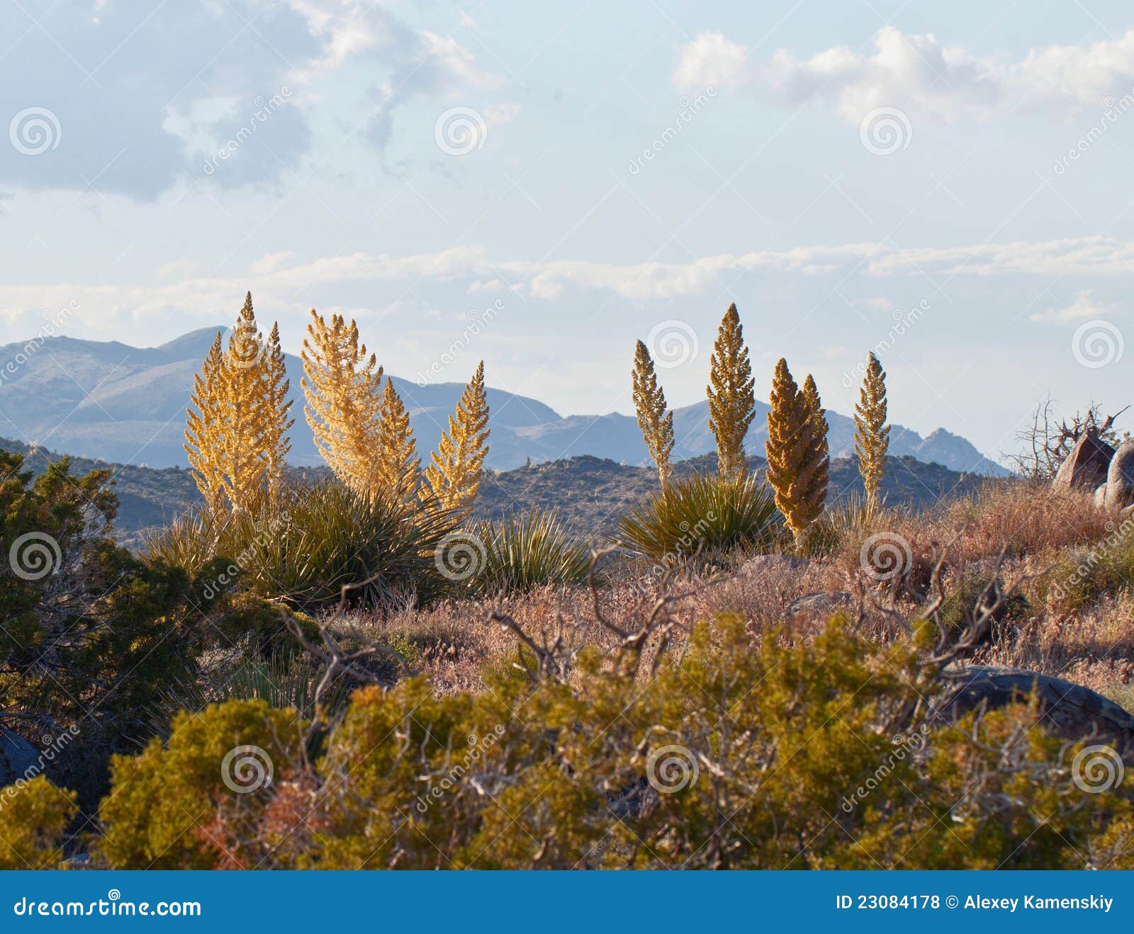 Mojave Yucca (Yucca Schidigera) Stock Photo - Image of green, cacti ...