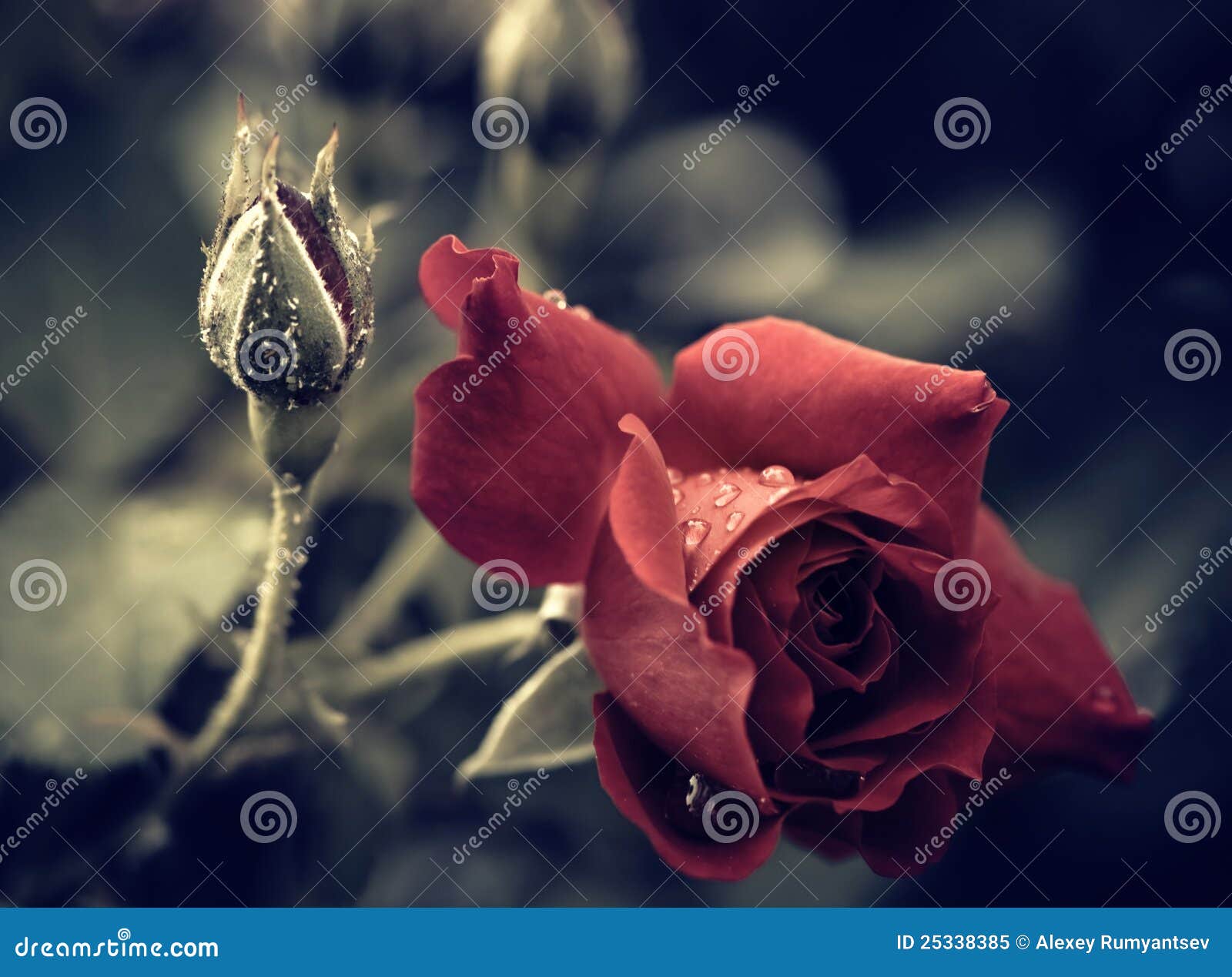 Moje la flor color de rosa imagen de archivo. Imagen de crecimiento ...