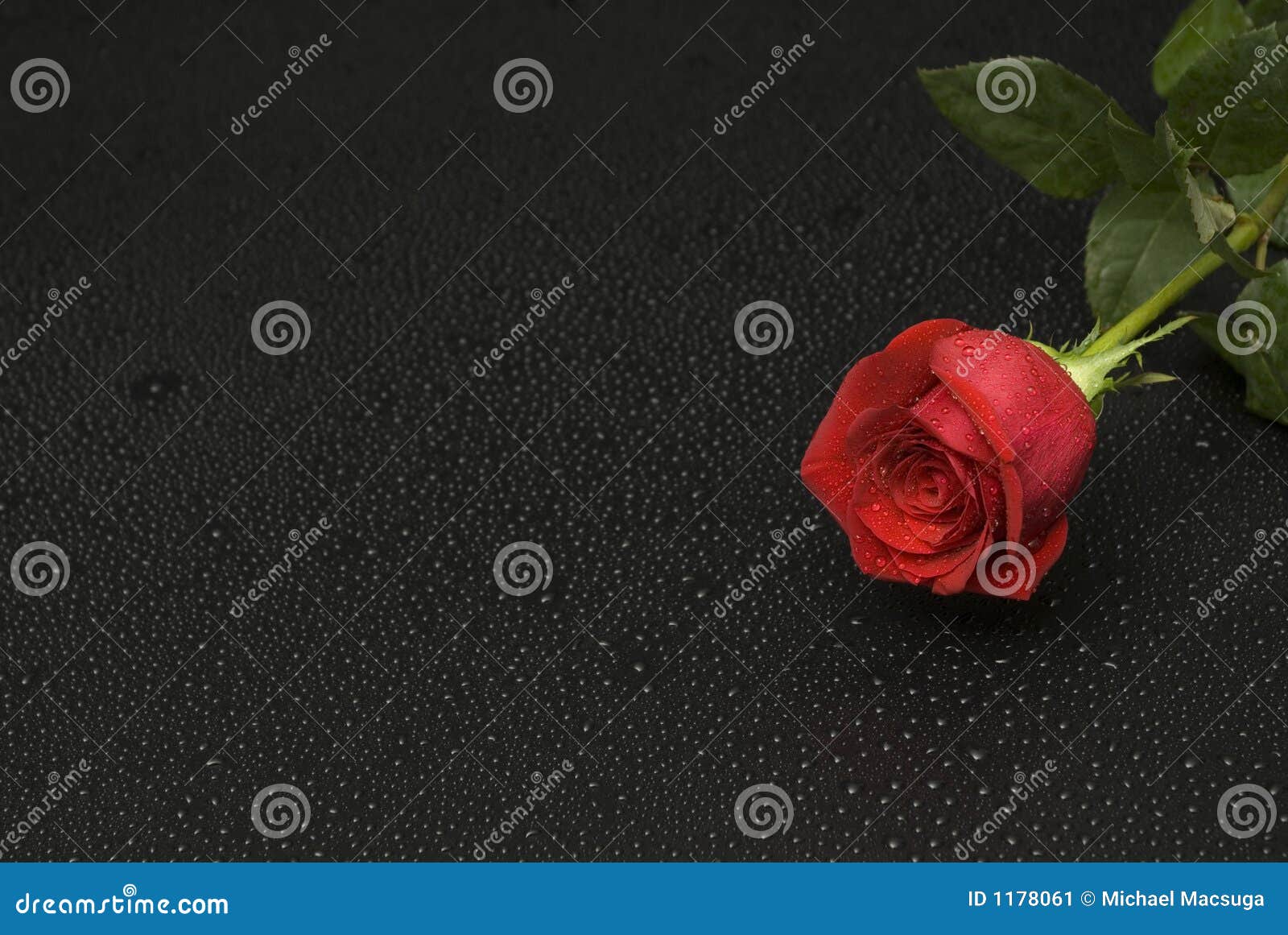 Moje la serie de Rose imagen de archivo. Imagen de fondo - 1178061