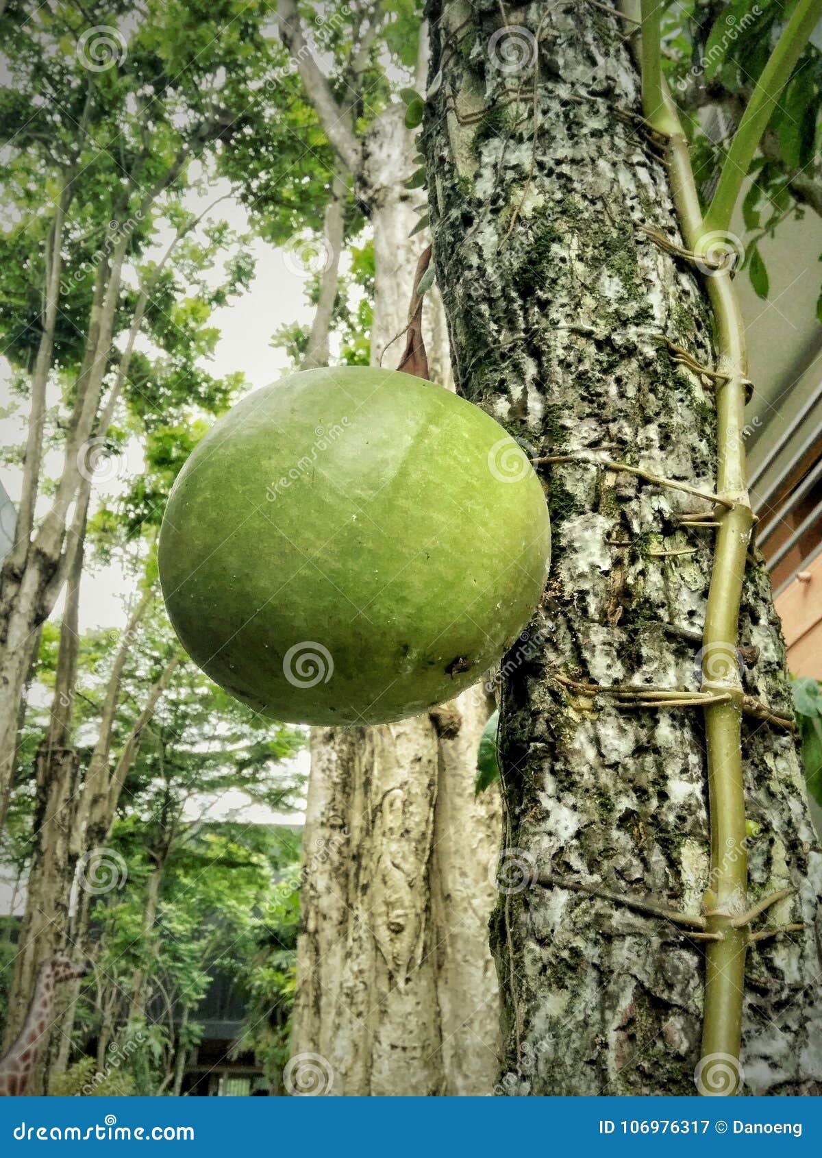 Mojo Fruit, Historical Fruit from Majapahit Story Stock Image - Image ...