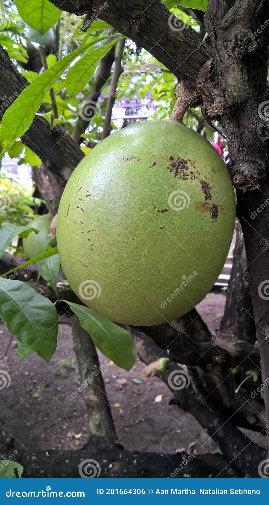 Mojo fruit is legendary stock photo. Image of plant - 201664306