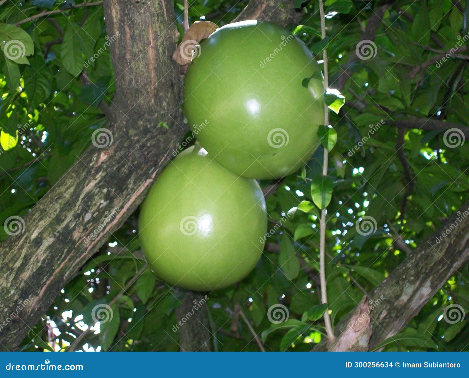 MOJO FRUIT stock photo. Image of fruit, fruits, mojo - 300256634