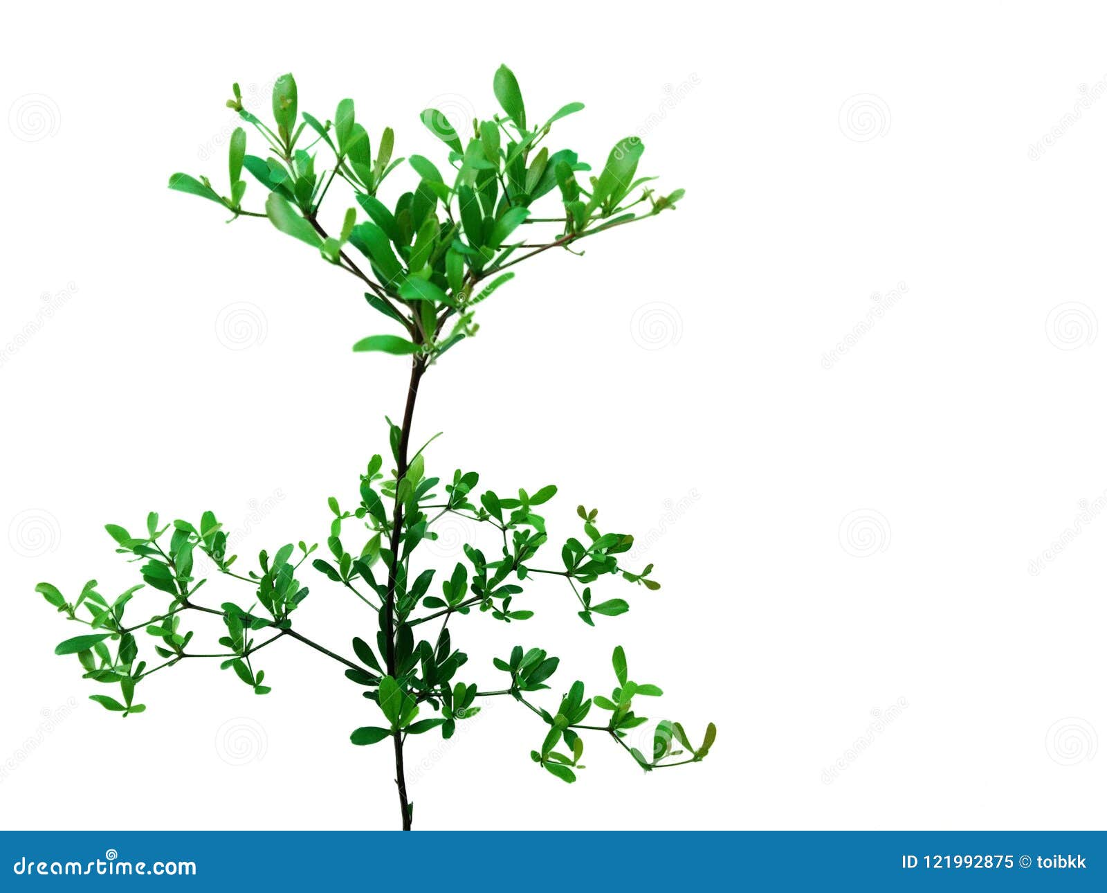 Mok, Wrightia Religiosa, Water Jasmine Tree Stock Image - Image of ...