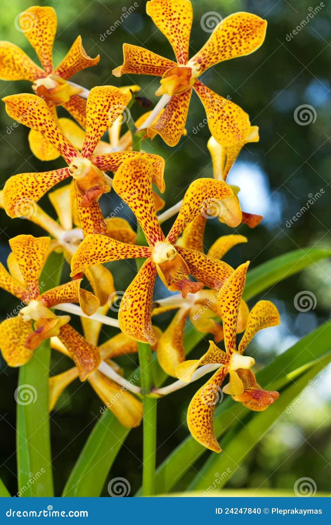 Mokara orchid stock photo. Image of gift, individual - 24247840