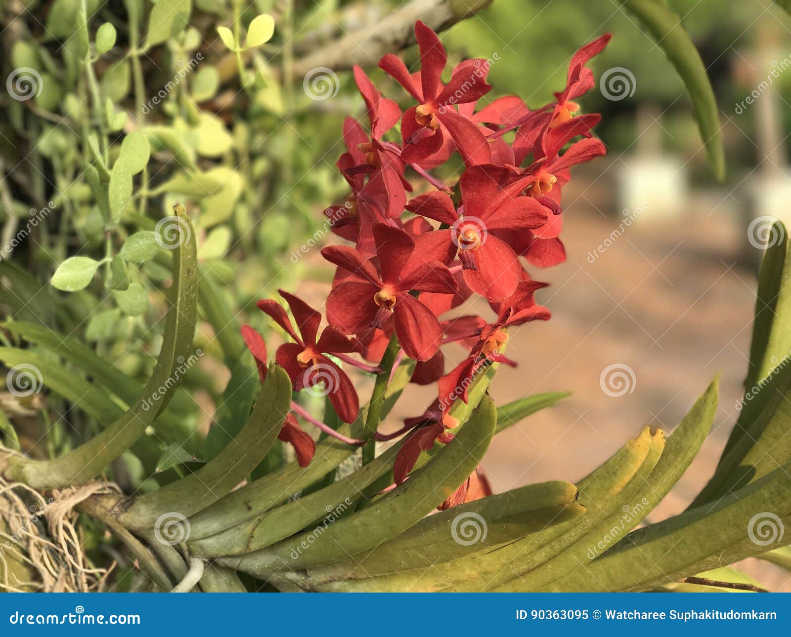 Mokara orchid flower. stock image. Image of decorate - 90363095