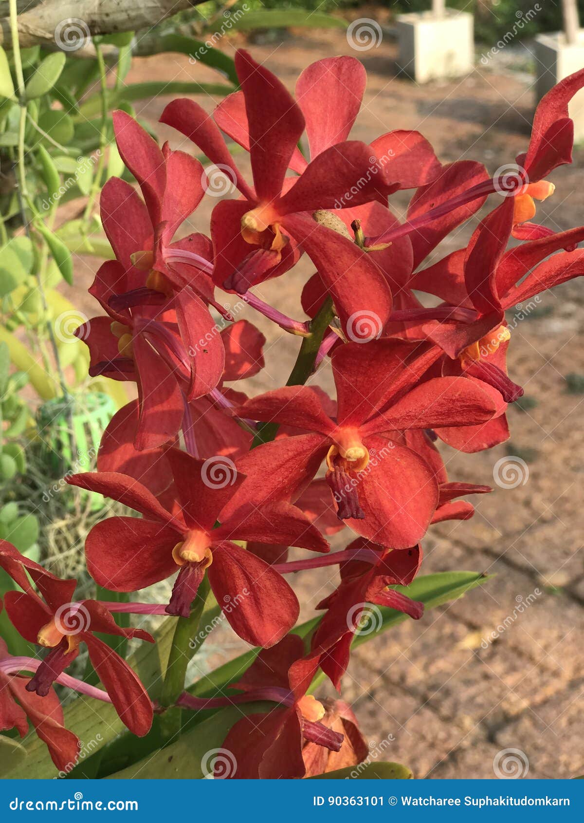 Mokara orchid flower. stock image. Image of beautiful - 90363101