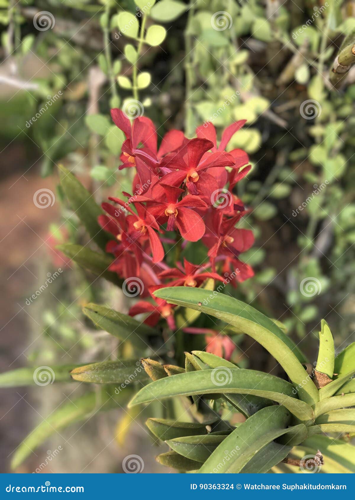 Mokara orchid flower. stock photo. Image of diversity - 90363324