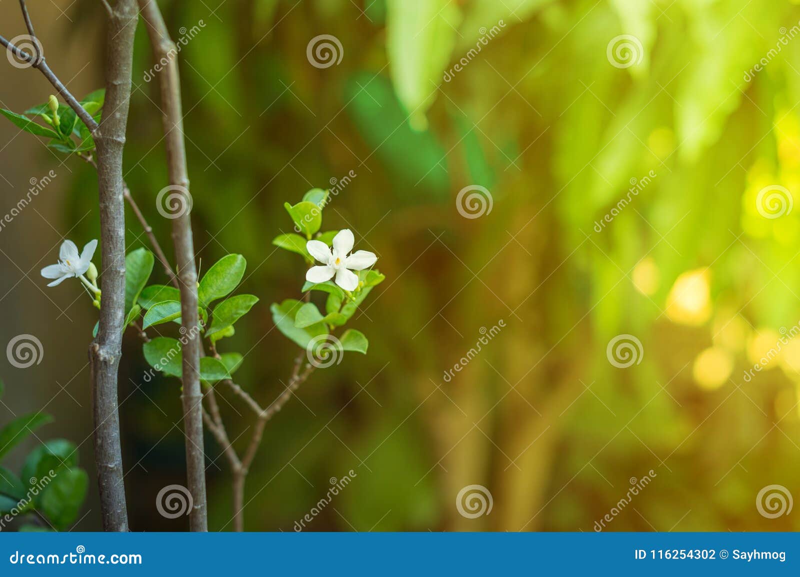 Moke flower tree in garden stock photo. Image of macro - 116254302