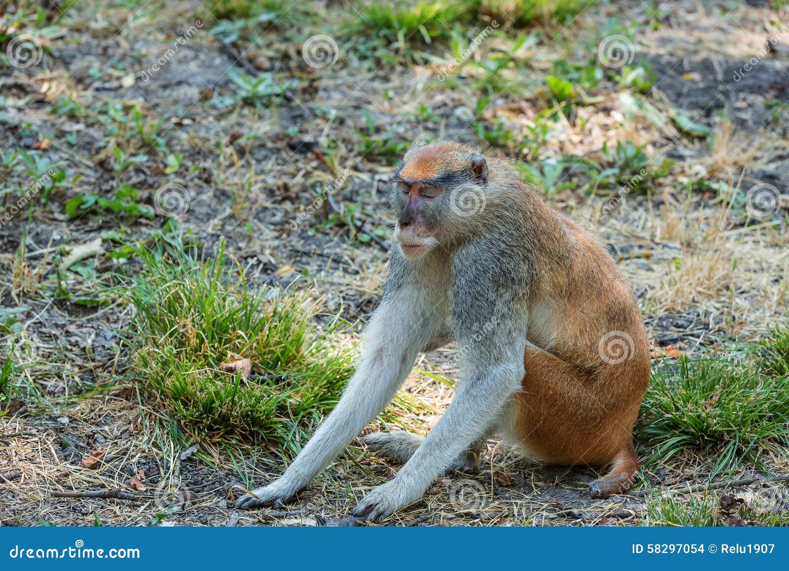 Mokey stock photo. Image of ears, mokey, snout, green - 58297054