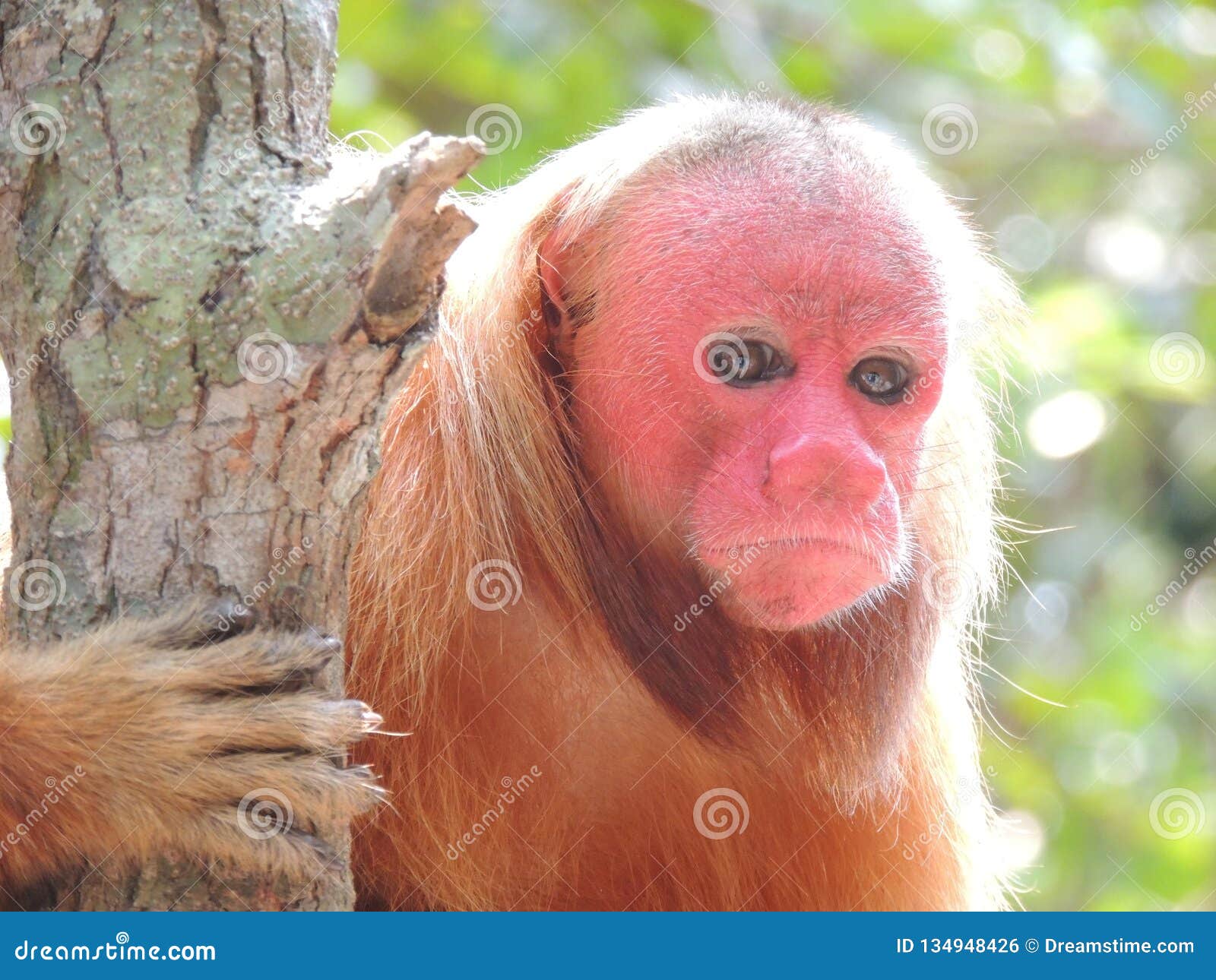 Mokey stock photo. Image of mokey, amazonian, bird, tree - 134948426