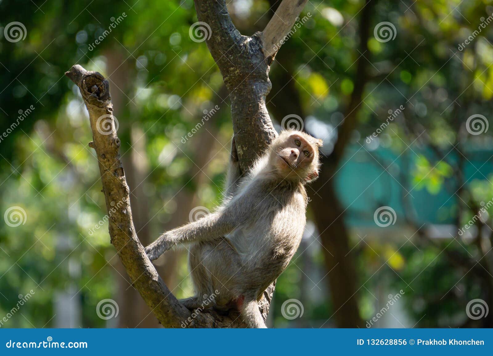Monkey Sitting on Tree in National Parks Stock Photo - Image of black ...