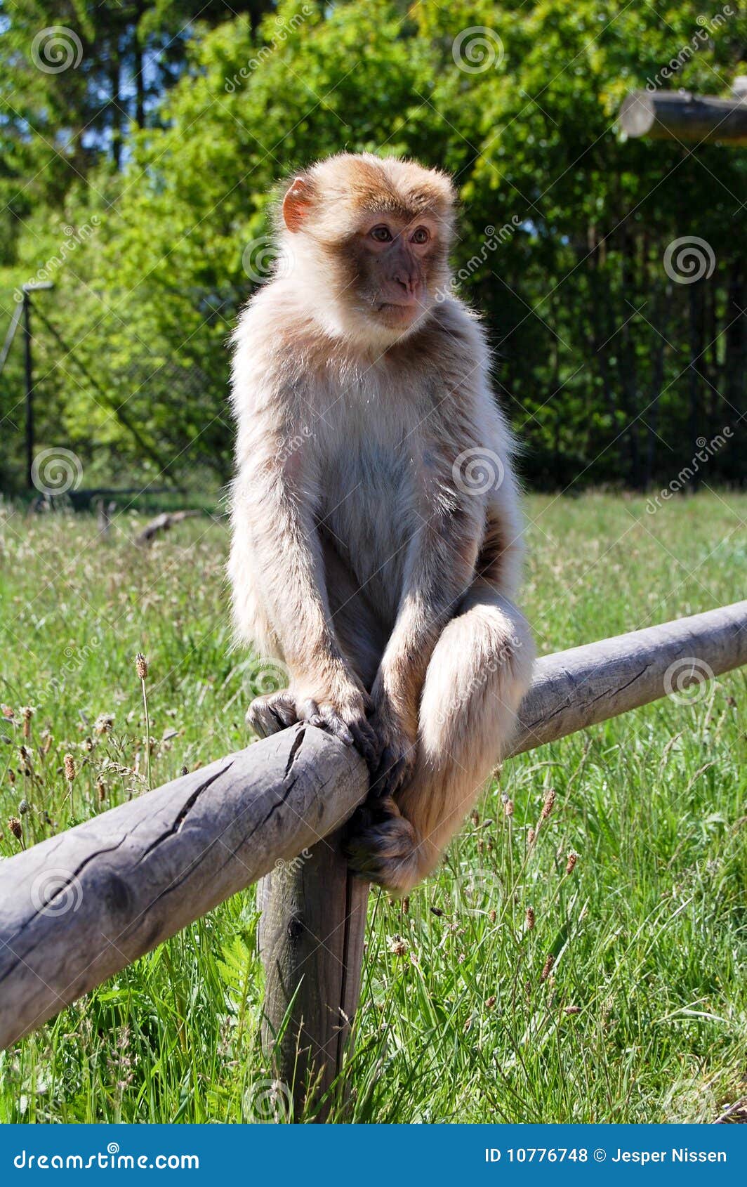 Mokey on wood stock photo. Image of grass, wildlife, animal - 10776748