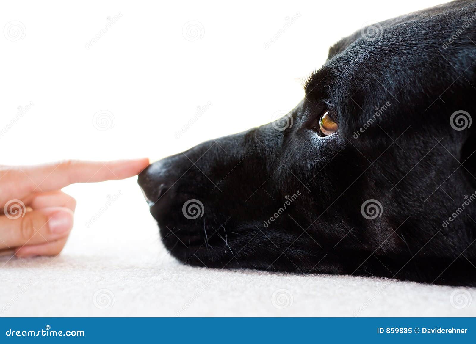 Mokry nos obraz stock. Obraz złożonej z kieł, patrzeje - 859885