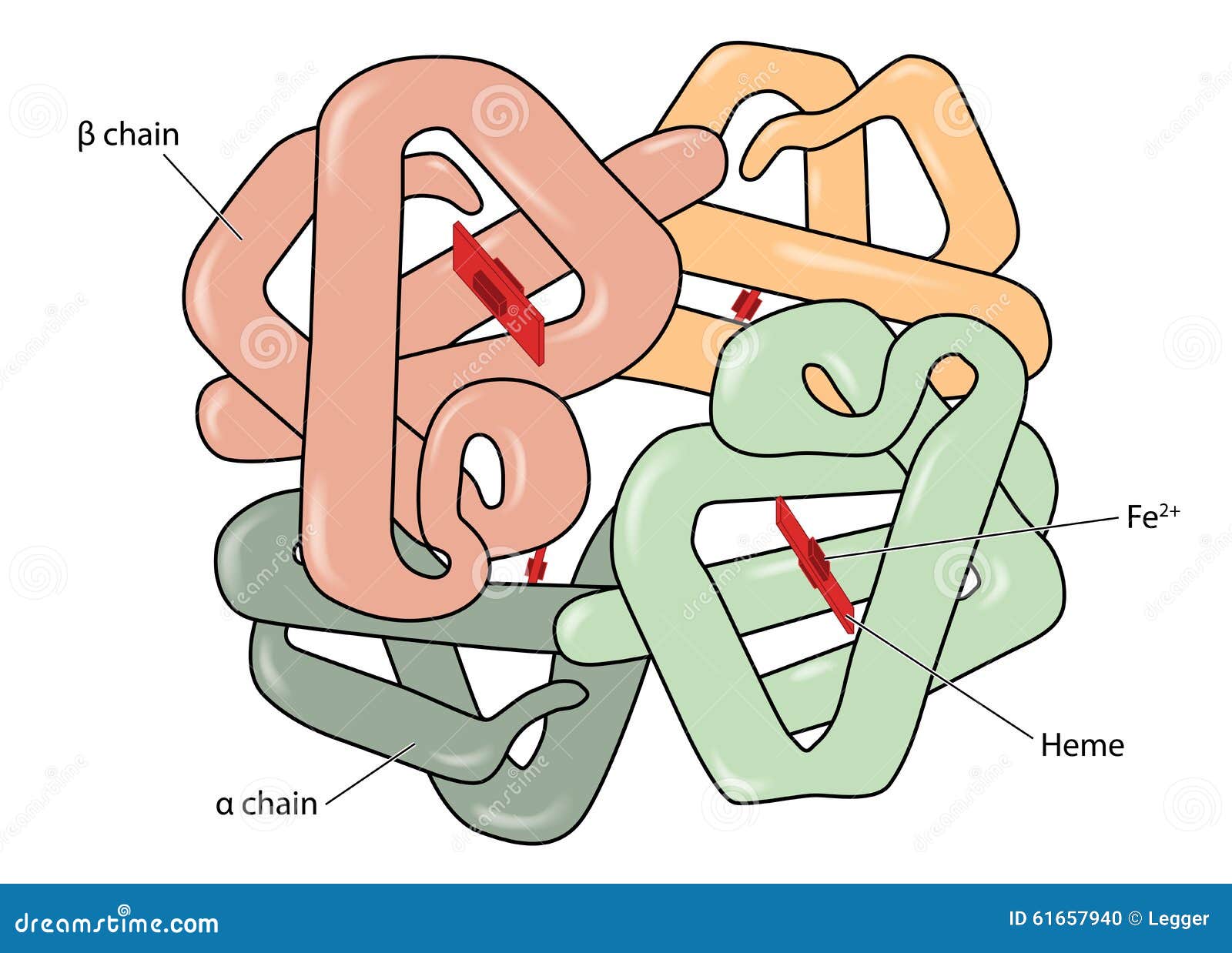 Molécula de la hemoglobina ilustración del vector. Ilustración de alfa ...