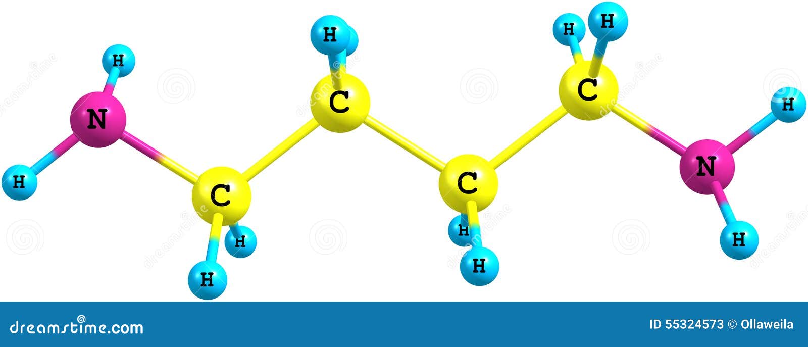 Molécula De La Putrescina Aislada En Blanco Stock de ilustración ...