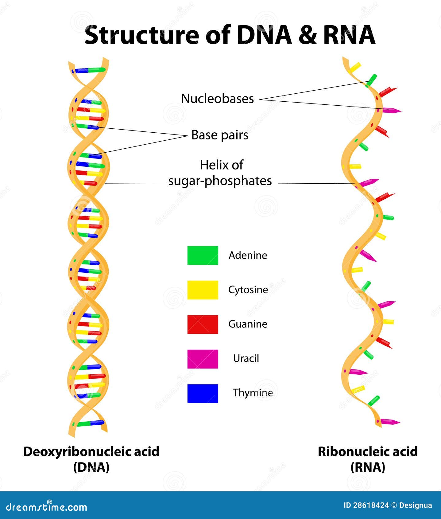 Molécule D'ADN Et D'ARN De Structure. Vecteur Illustration de Vecteur ...